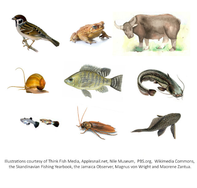 What You Need To Know About Tilapia Guppies And Maya