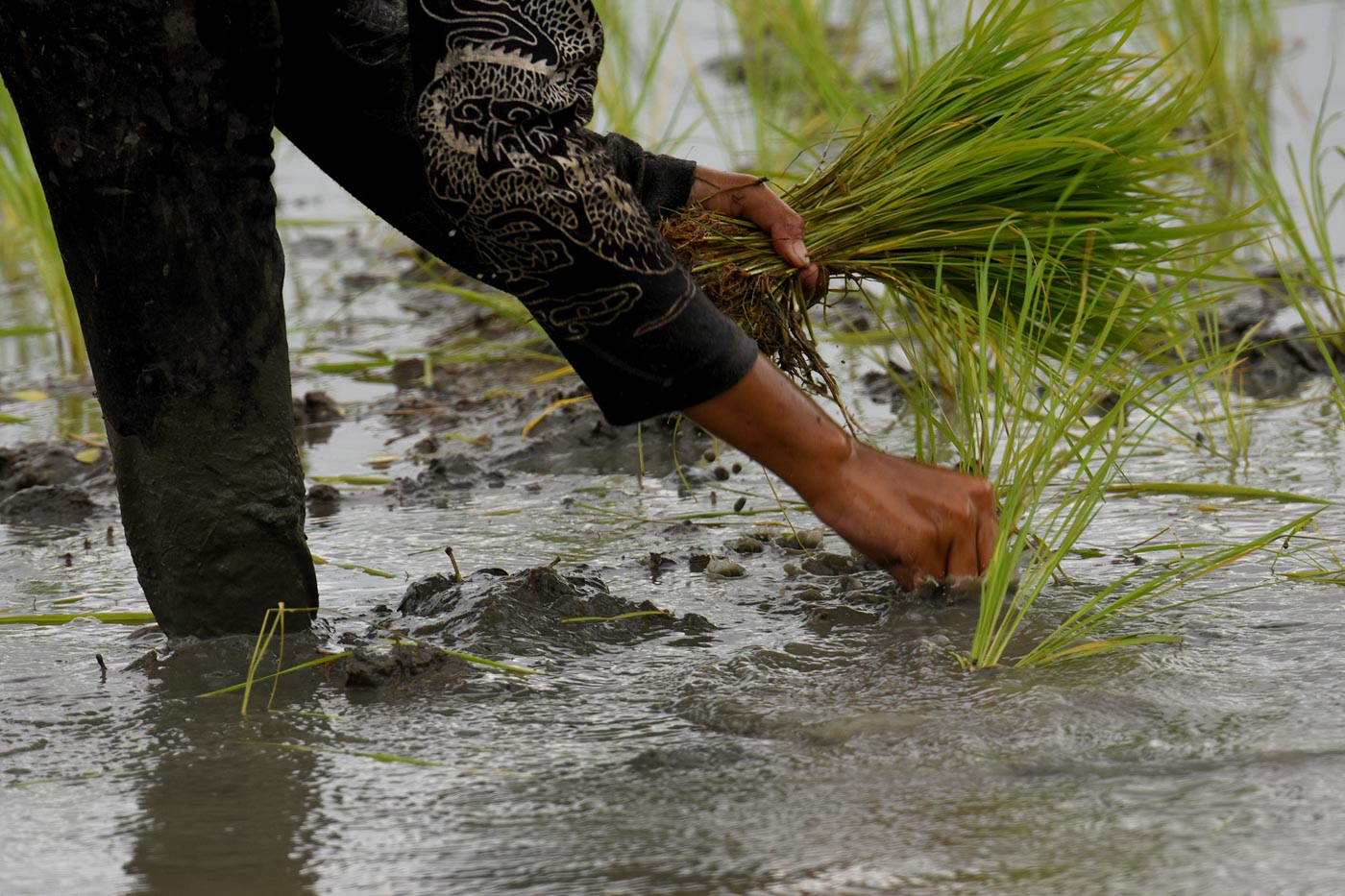 Adjusted palay production for Q1 2019 down to 4.69 million metric tons