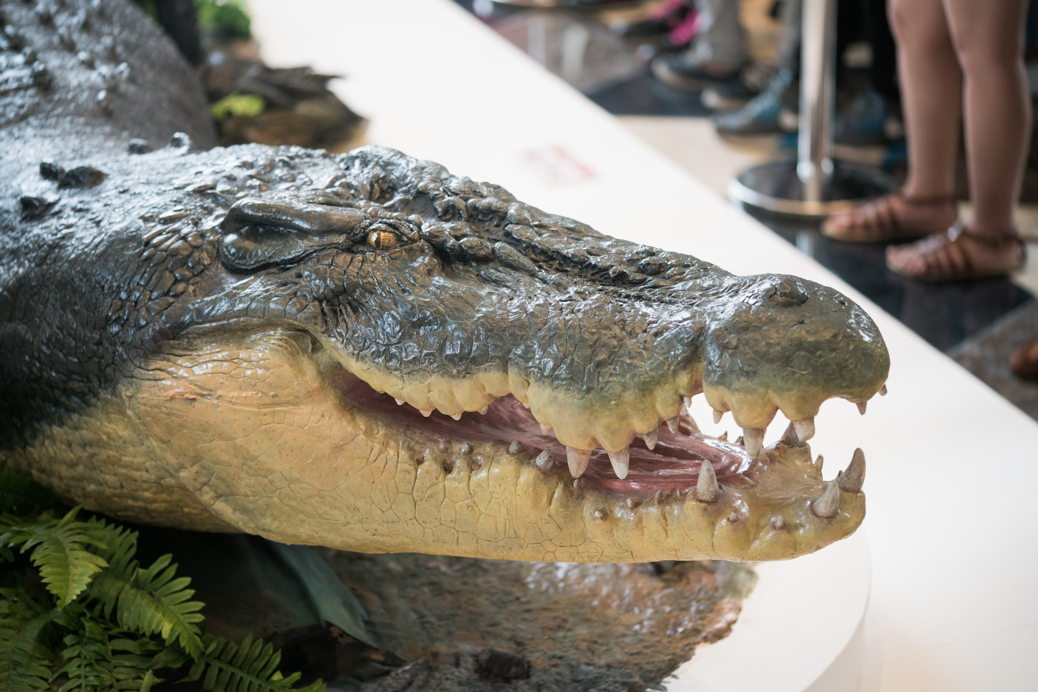Lolong Crocodile In Museum Of Natural History