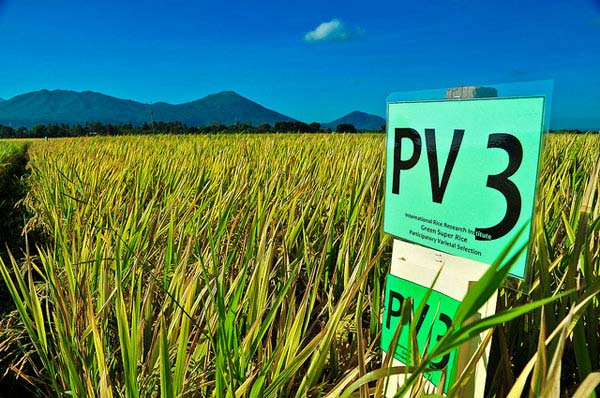 DA to roll out ‘Green Super Rice’