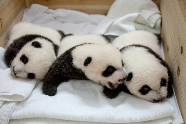 'Miracle' panda triplets open their eyes in Chinese zoo