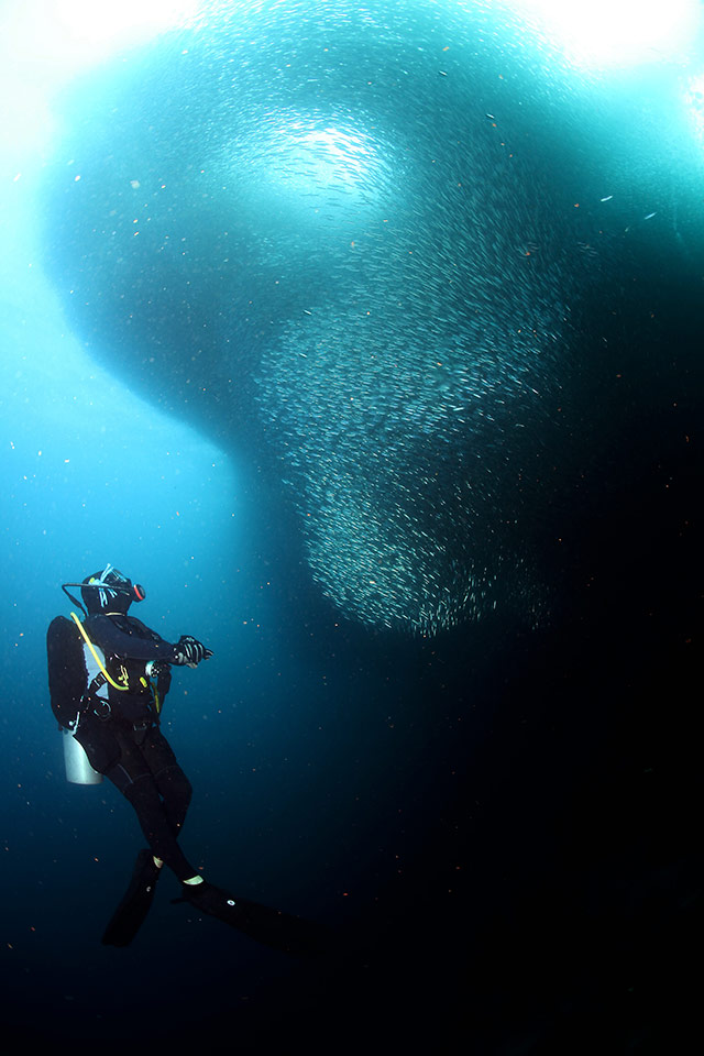 9 stunning PH under the sea photos