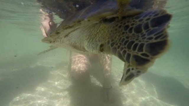 #FreeTheTurtle: Netizens rage over tied-up turtle in Guimaras