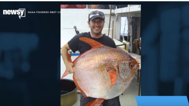 Warm blood makes unusual opah fish succeed in oceans