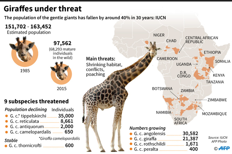 Wildlife meeting backs more protection for giraffes