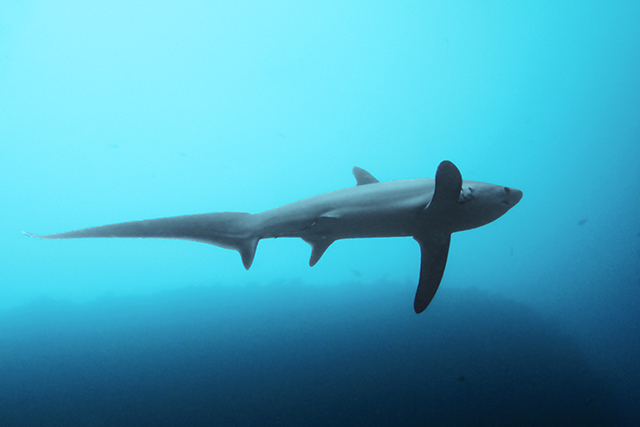 9 stunning PH under the sea photos