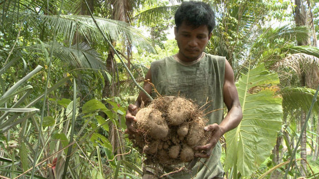 Last green grass in North Cotabato