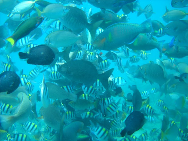 Zamboanga, Batangas sanctuaries hailed best PH marine reserves