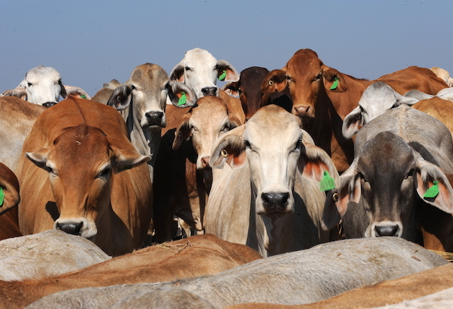 Dunia Peternakan: Berikut adalah data perjalanan daging sapi di ...