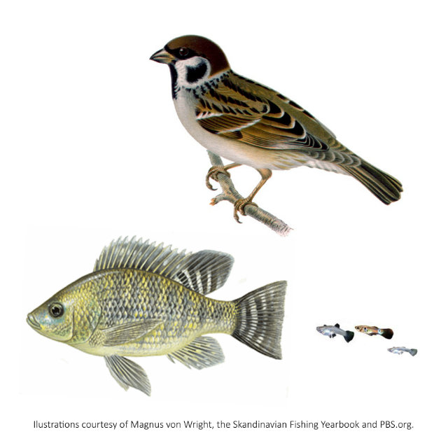 What you need to know about tilapia, guppies, and maya