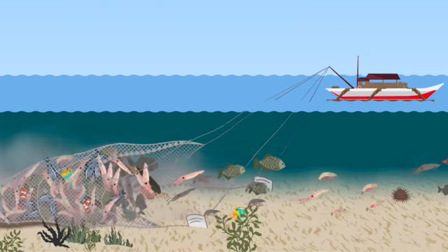 What is bottom trawling and why is it destroying our oceans?