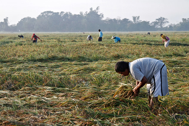 COA calls out Nueva Ecija gov't over idle rice dryers