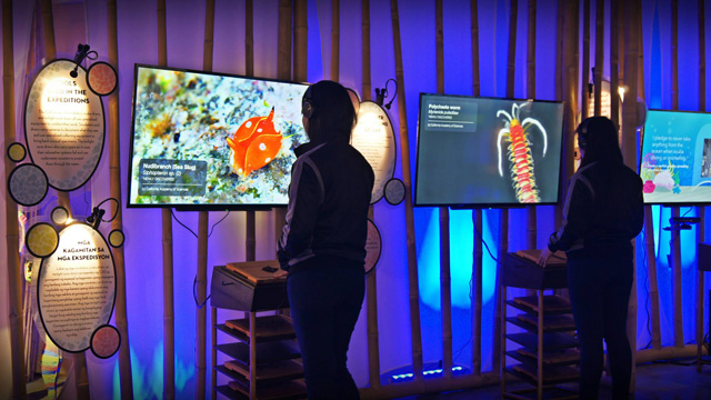 Meet creatures from the PH's top marine hotspot in this local exhibit