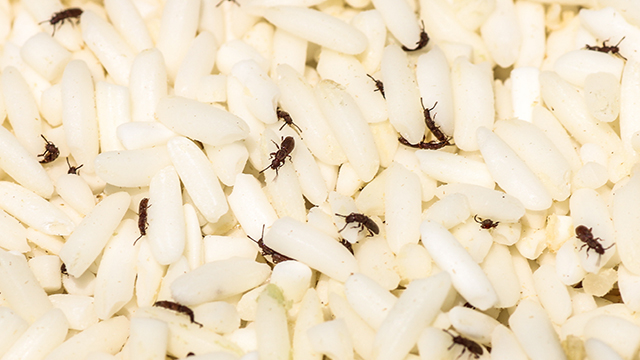 Goodbye bukbok? Gov’t to inspect imported rice before shipment to PH