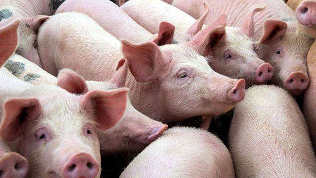 Davao City hog raisers ask mayor to keep ban on hogs and pork from Luzon