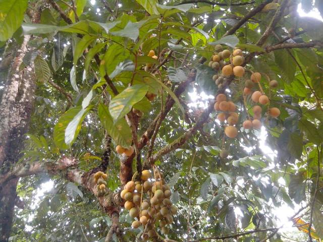 EcoWEB: Helping Mindanao farmers rise from conflict – thelargeworld