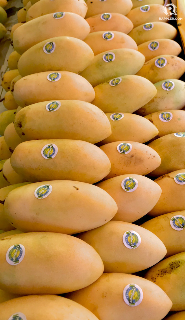 Zambales mango production drops sharply due to bad weather