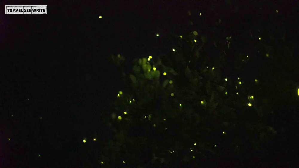 Go firefly-watching at these 3 beautiful places in the Philippines