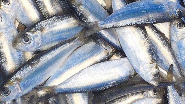 tawilis news and updates | Rappler