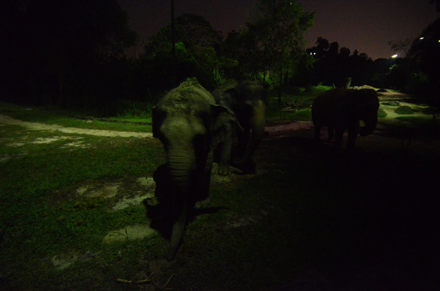 First-timer's guide to Singapore Zoo, Night Safari, and more