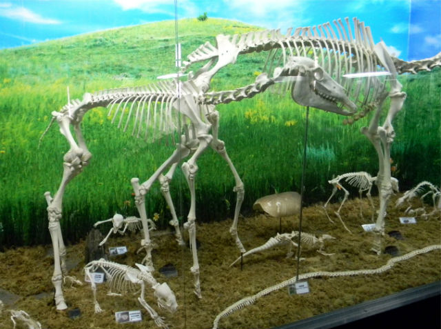 Touring Davao's 'Bone Collector' museum