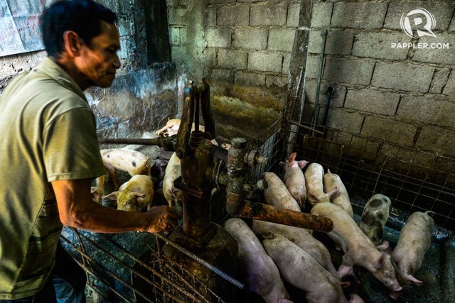 DA confirms hogs in 2 Quezon City barangays positive for African swine ...